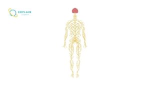 List of 10 Human Body Parts That Start with G - Explain Planet