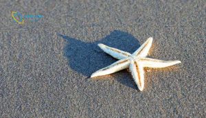 32 Things That Come in Fives (5) With Images